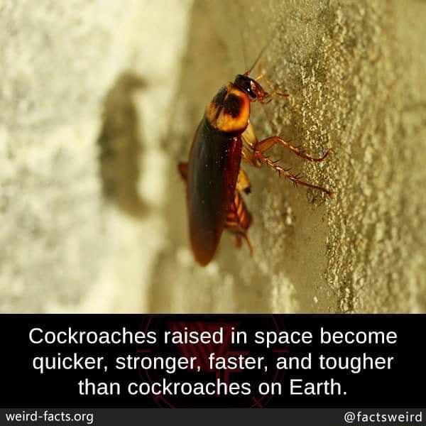 Cockroaches raised in space become quicker, stronger, faster, and ...