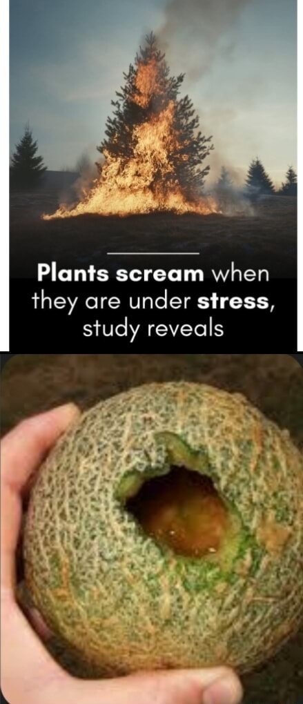 Plants scream when they are under stress, study reveals - iFunny