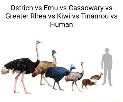 Ostrich vs Emu vs Cassowary vs Greater Rhea vs Kiwi vs Tinamou vs Human ...