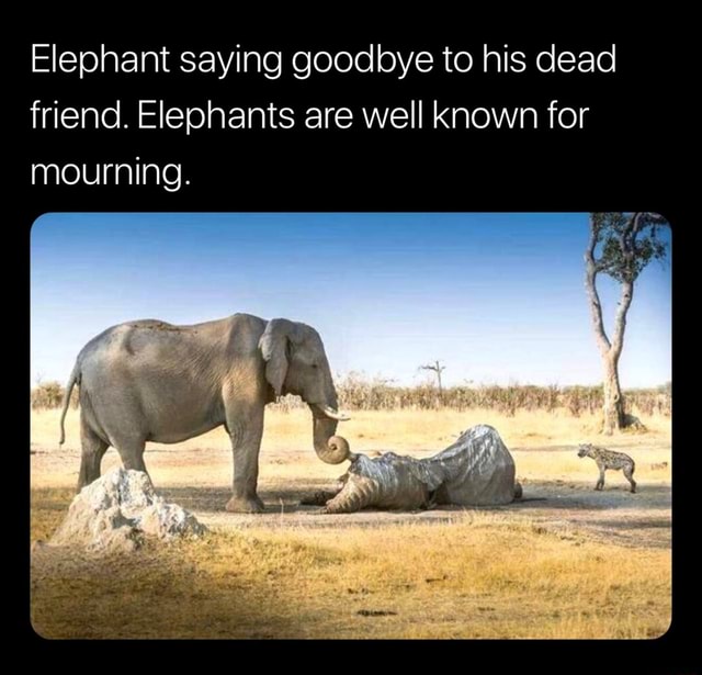 Elephant saying goodbye to his dead friend. Elephants are well known ...
