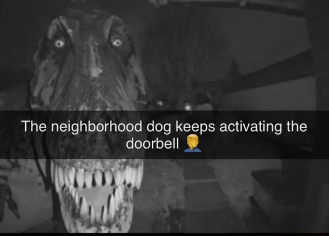 Ni The neighborhood dog keeps activating the doorbell @ - iFunny