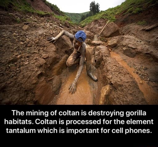 The mining of coltan is destroying gorilla habitats. Coltan is ...