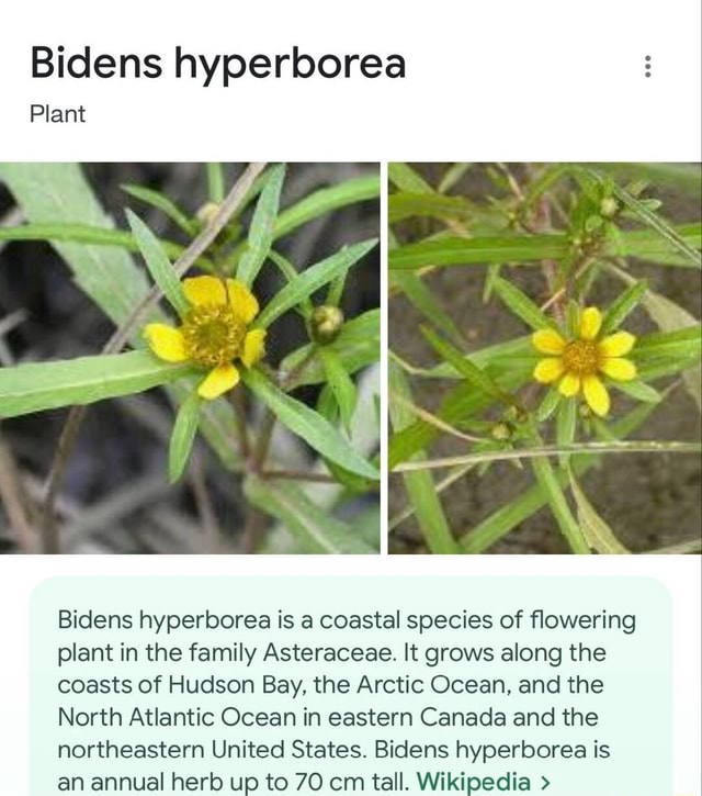 Bidens hyperborea Plant Bidens hyperborea is a coastal species of ...