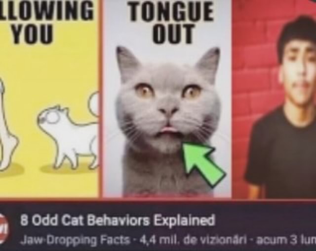 8 Odd Cat Behaviors Explained - 8 Odd Cat Behaviors Explained 8 Odd Cat ...