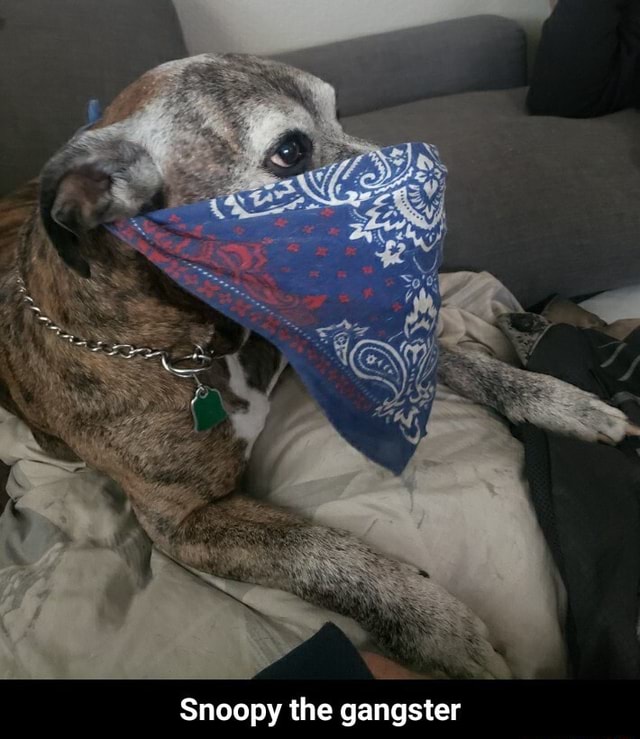Snoopy the gangster - Snoopy the gangster - iFunny