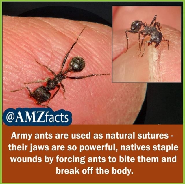 @AMZfacts Army ants are used as natural sutures - their jaws are so powerful. natives staple ...