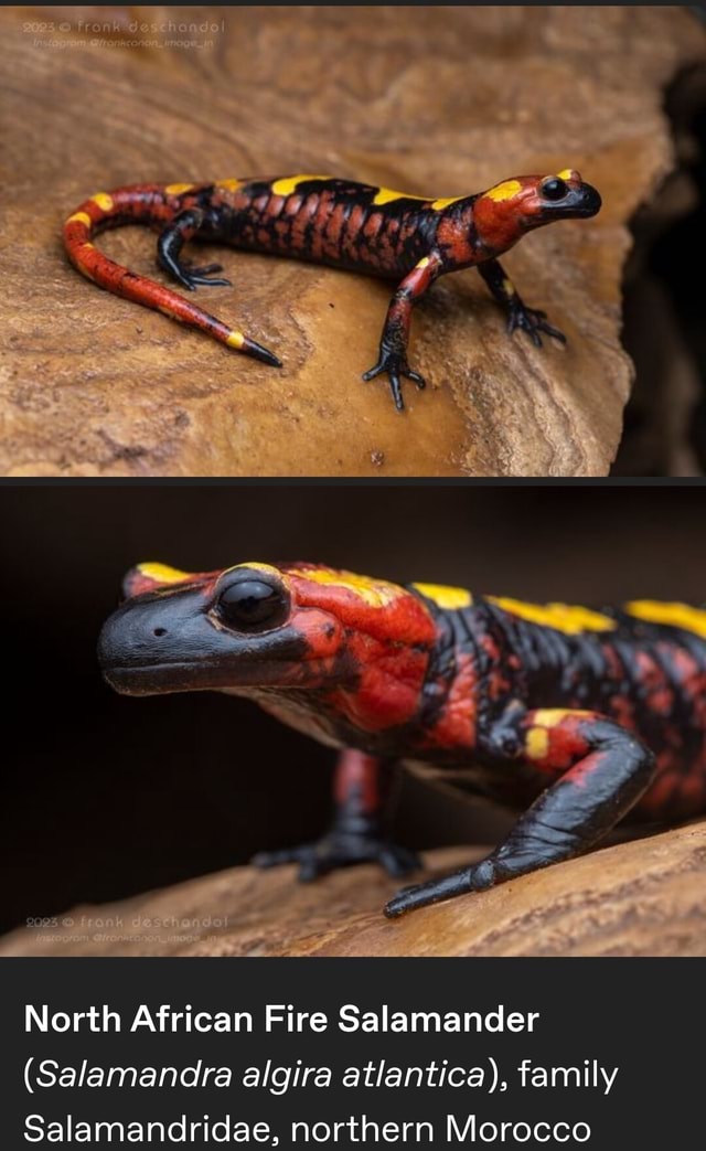 North African Fire Salamander (Salamandra algira atlantica), family Salamandridae, northern ...