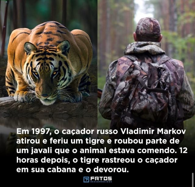 Em 1997, o caçador russo Vladimir Markov atirou e feriu um tigre e ...