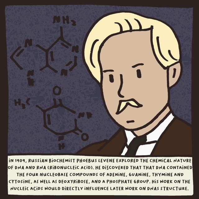 TN5.4- DNA - iN 1909, RUSSIAN BiOCHEMiST PHOEBUS LEVENE EXPLORED THE ...