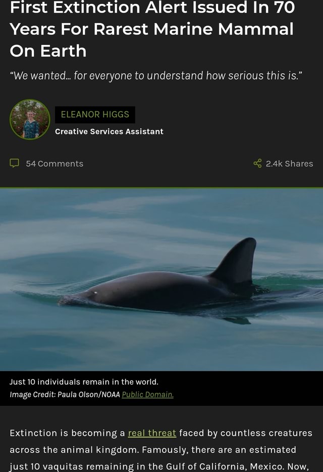 First Extinction Alert Issued In 70 Years For Rarest Marine Mammal On ...