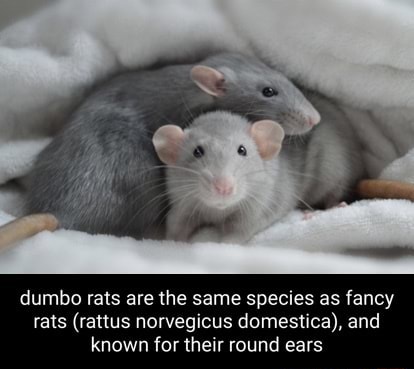 Dumbo rats are the same species as fancy rats (rattus norvegicus dome ...
