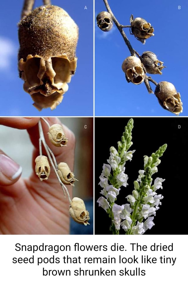 Snapdragon flowers die. The dried seed pods that remain look like tiny ...