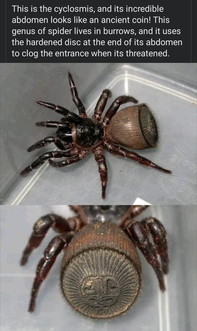 This is the cyclosmis, and its incredible abdomen looks like an ancient ...