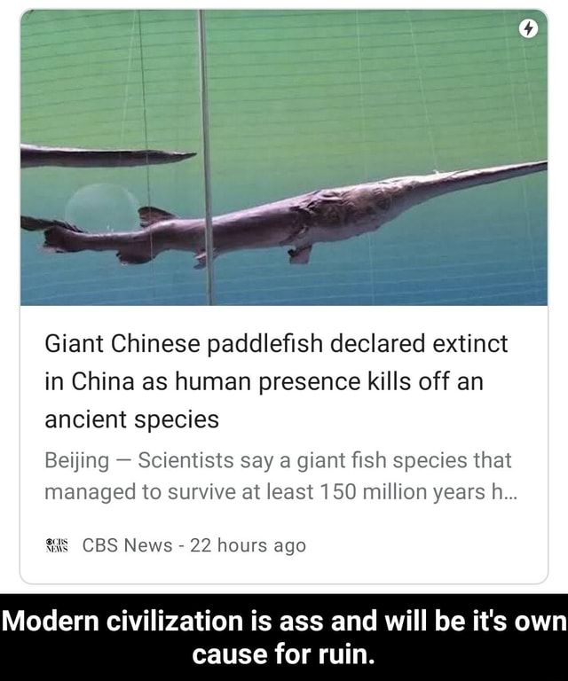 Giant Chinese paddlefish declared extinct in China as human presence ...