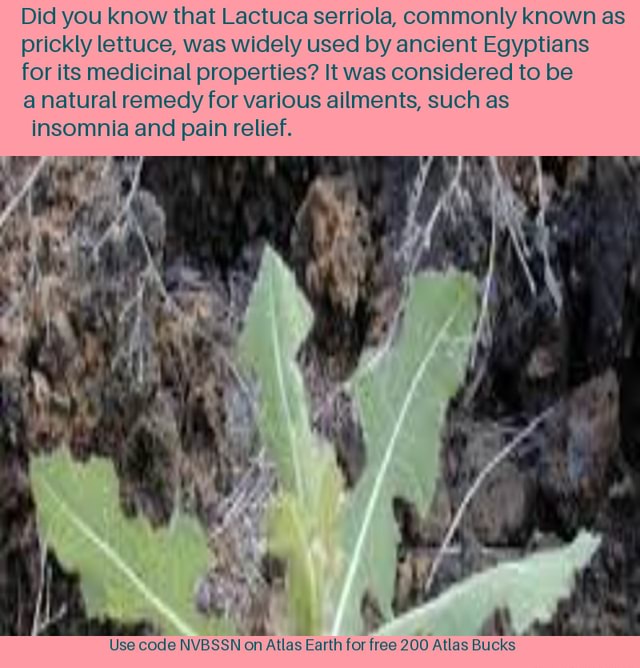 Did you know that Lactuca serriola, commonly known as prickly lettuce ...