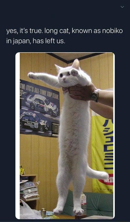 Yes, it's true. long cat, known as nobiko in japan, has left us. - iFunny