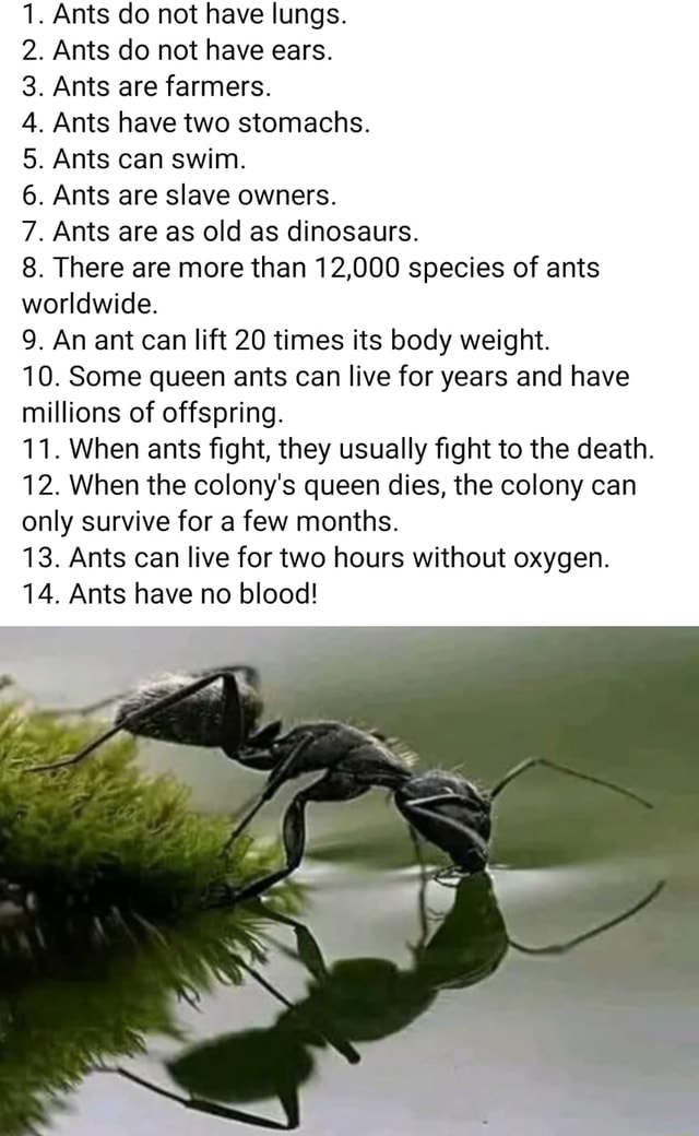 1. Ants do not have lungs. 2. Ants do not have ears. 3. Ants are ...