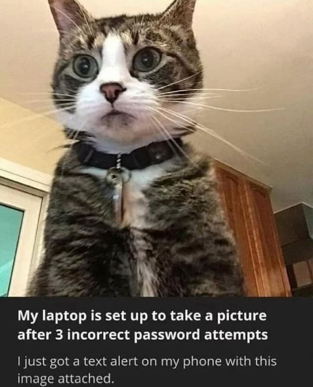 Catmemes catmemesdaily cat kitten instacat catmemesarethebest memecat ...