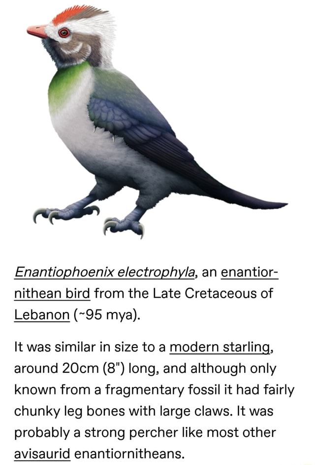 Enantioghoenix e/ectroghz/a, an enantior- nithean bird from the Late ...