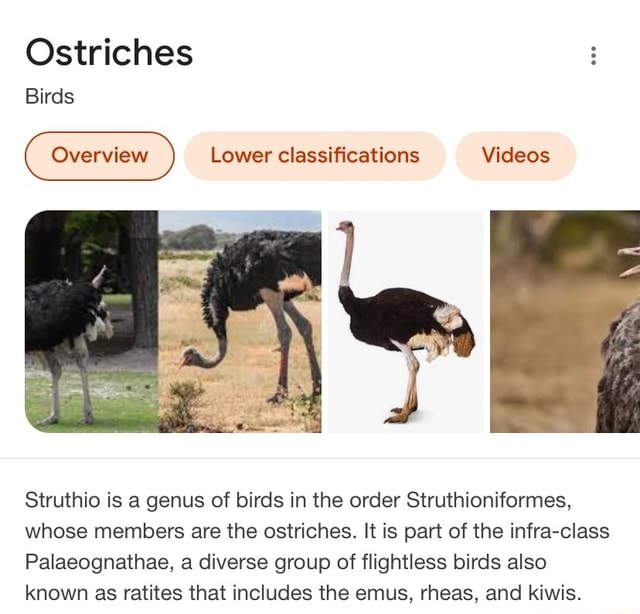 Ostriches Birds Overview Lower classifications Videos Struthio is a ...