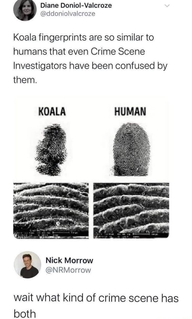 Diane Koala fingerprints are so similar to humans that even Crime Scene Investigators have been ...