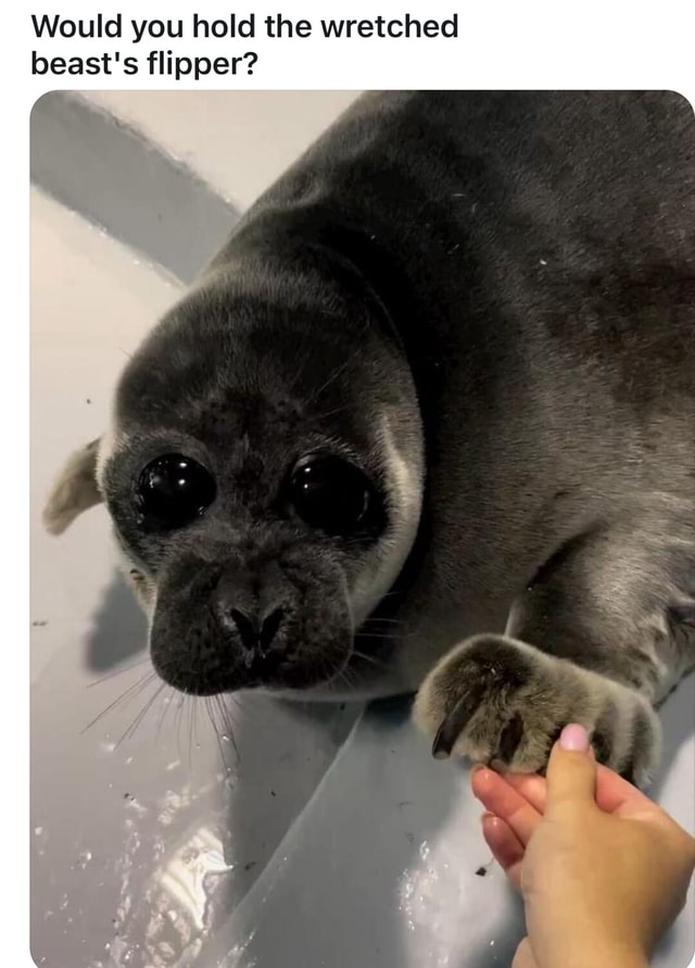 Would you hold the wretched beast's flipper? - iFunny