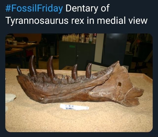 #FossilFriday Dentary of Tyrannosaurus rex in medial view - iFunny