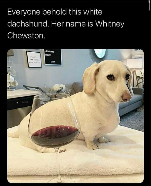 Everyone behold this white dachshund. Her name is Whitney Chewston ...