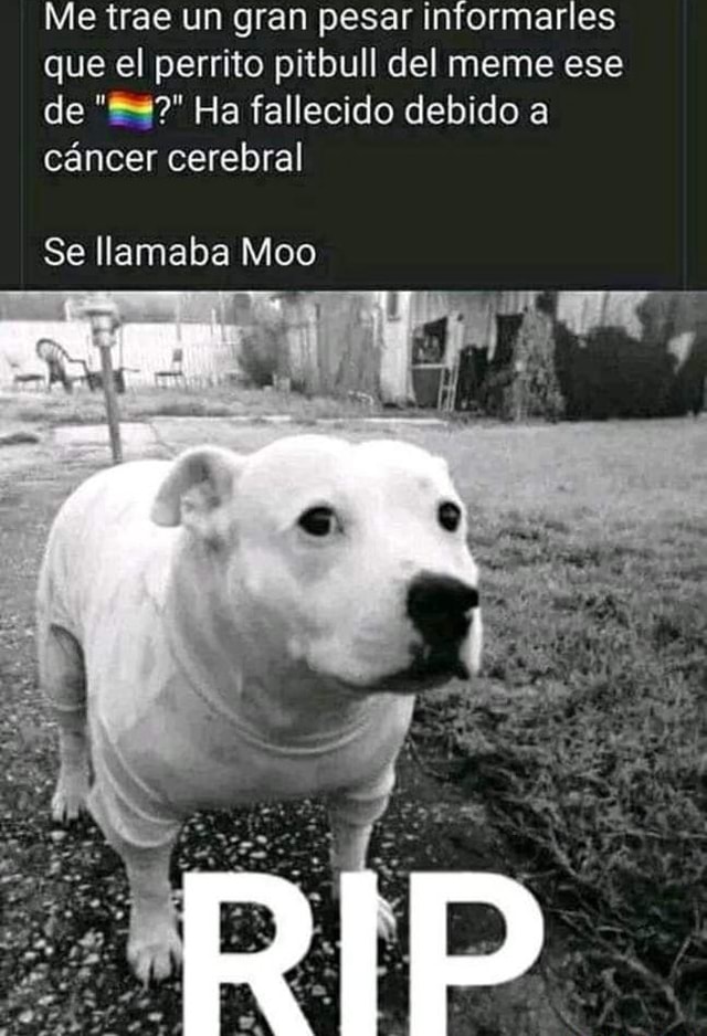 Me trae un gran pesar informarles que el perrito pitbull del meme ese ...