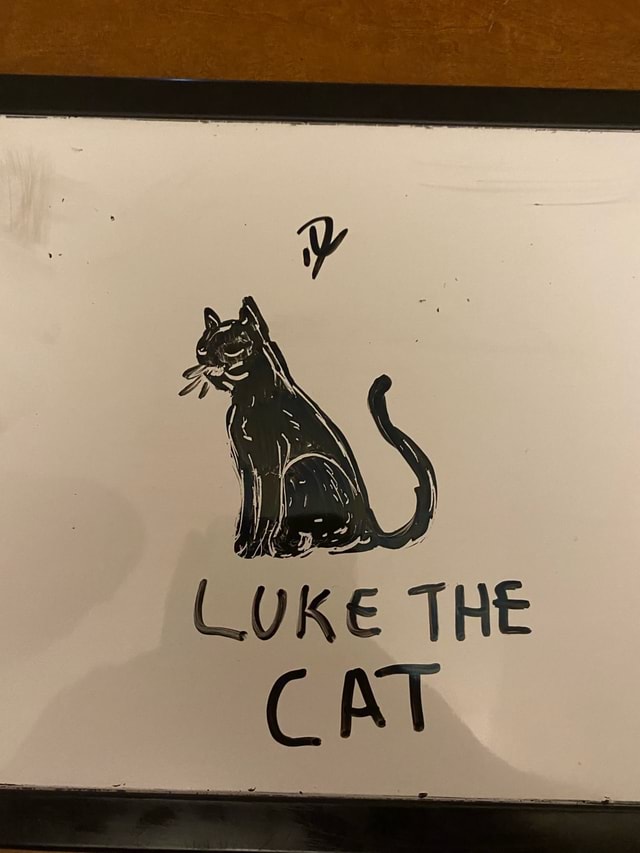 LUKE THE CAT - iFunny