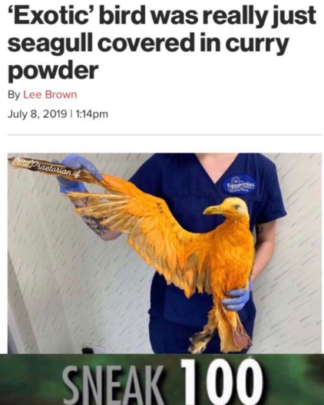 'Exotic' bird was really just seagull covered in curry powder By Lee ...