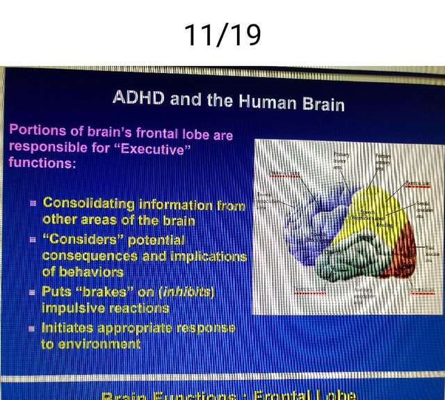 ADHD and the Human Brain Portions of brain's frontal lobe are ...
