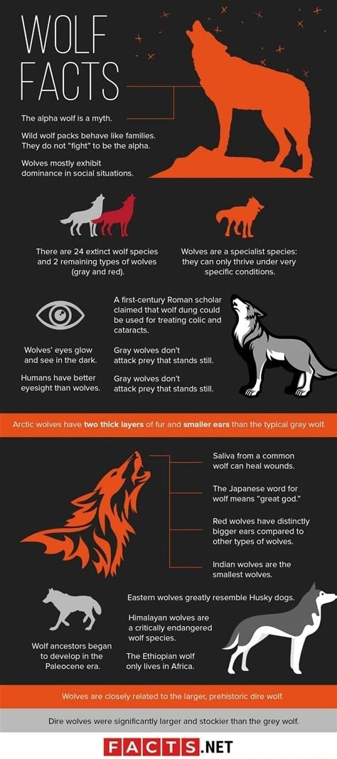 WOLF FACTS The alpha wolf is a myth Wild wolf packs behave like ...