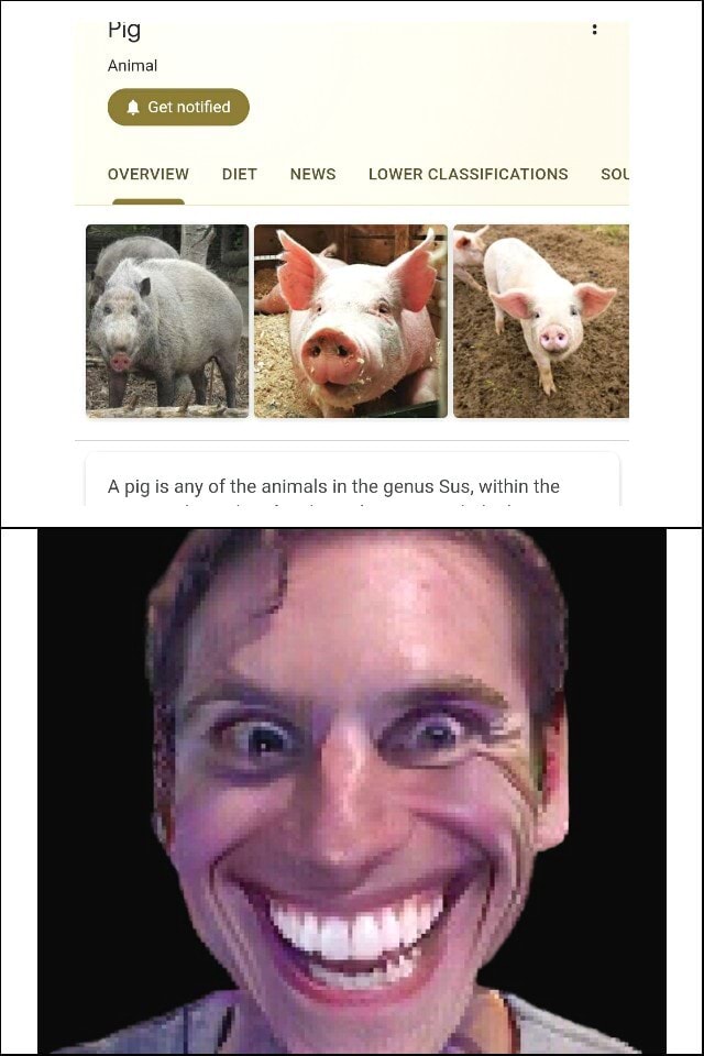 Pig Animal Get notified OVERVIEW DIET NEWS LOWERCLASSIFICATIONS SOL A ...