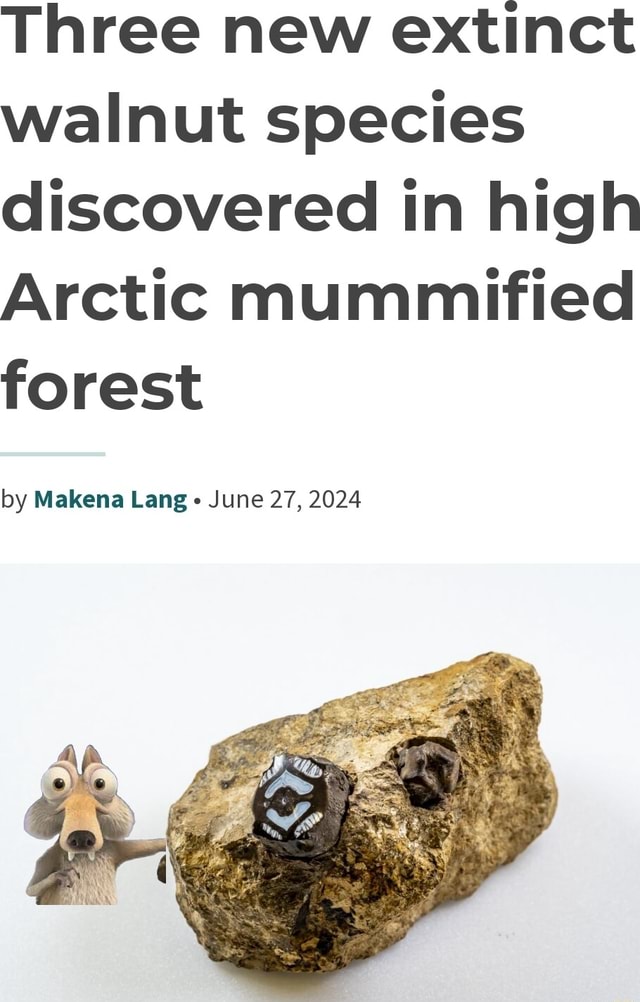 Three new extinct walnut species discovered in high Arctic mummified ...