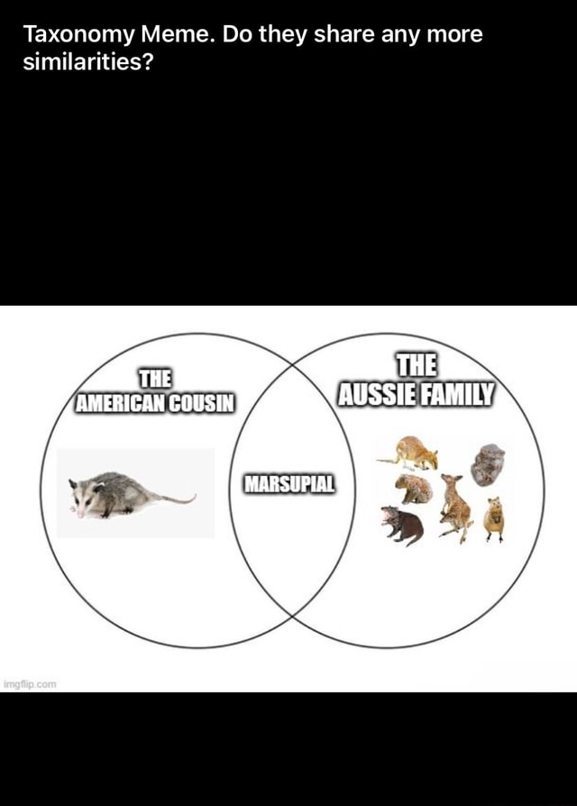 Taxonomy Meme. Do they share any more similarities? THE} AUSSIE FAMILY ...