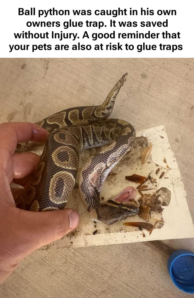 Ball python was caught in his own owners glue trap. It was saved without Injury. A good reminder ...