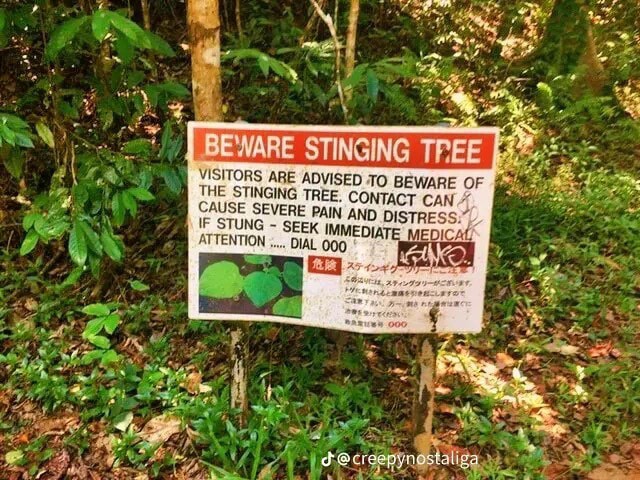 BEWARE STINGING TREE VISITORS ARE ADVISED TO BEWARE OF THE STINGING ...