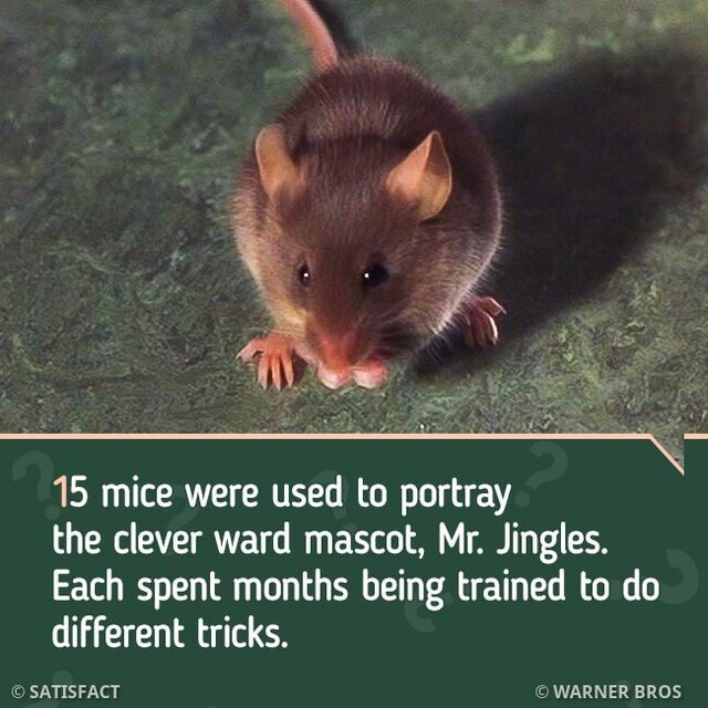 Have you seen "The Green Mile" movie? #brightside #thegreenmile # ...