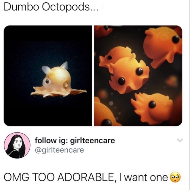 Dumbo Octopods... OMG TOO ADORABLE, I want one - iFunny