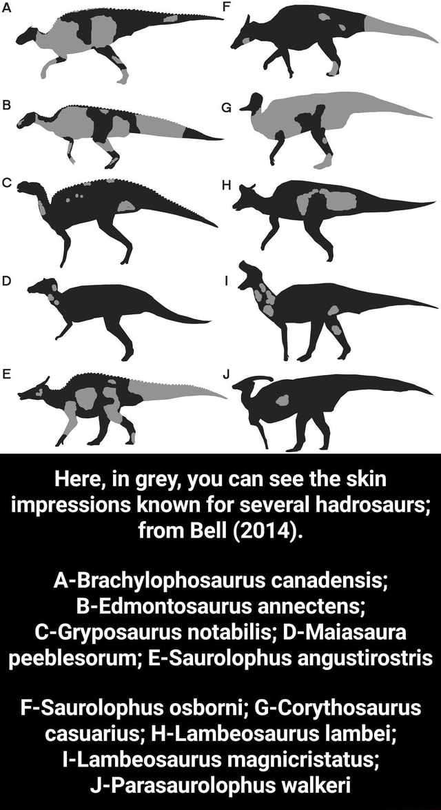 Here, in grey, you can see the skin impressions known for several ...