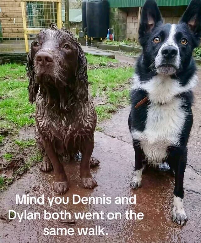 Mind you Dennis and Dylan both went on the same walk. - iFunny