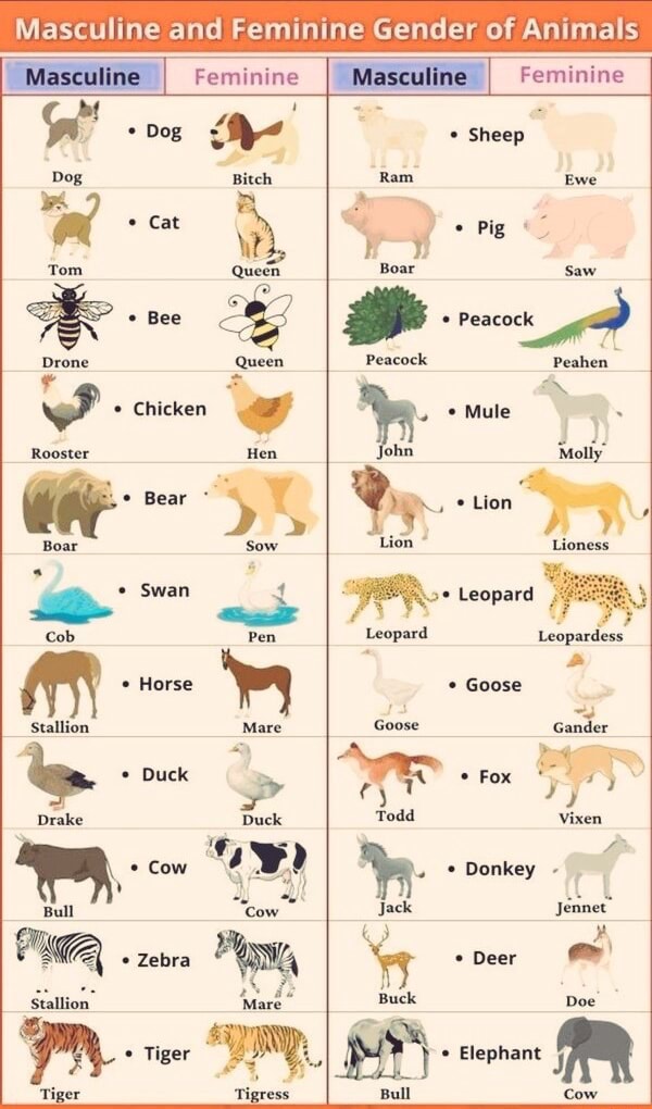 Masculine and Feminine Gender of Animals Feminine Masculine I Feminine ...