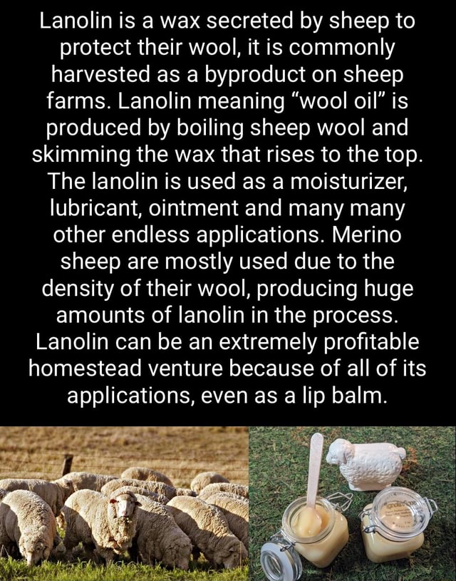 Lanolin is a wax secreted by sheep to protect their wool, it is ...