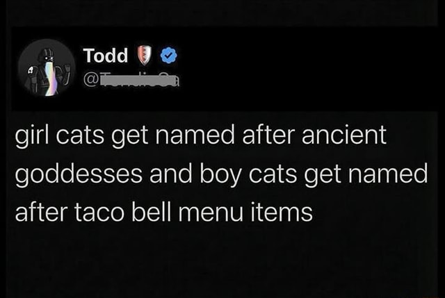 Todd @ girl cats get named after ancient goddesses and boy cats get ...