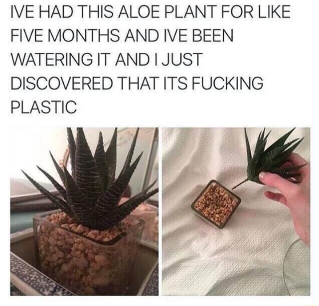 IVE HAD THIS ALOE PLANT FOR LIKE FIVE MONTHS AND IVE BEEN WATERING IT ...