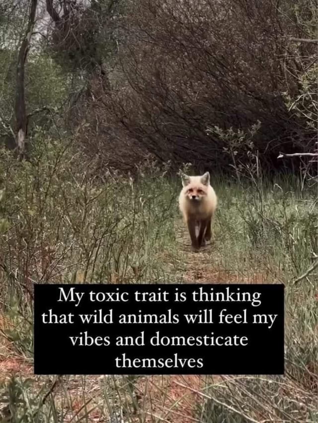 My toxic trait is thinking that wild animals will feel my vibes and ...