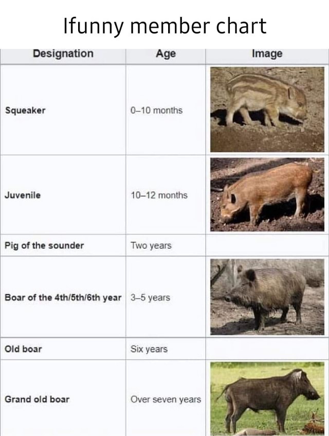 Ifunny member chart Designation Age I Image Squeaker 0-10 months ...