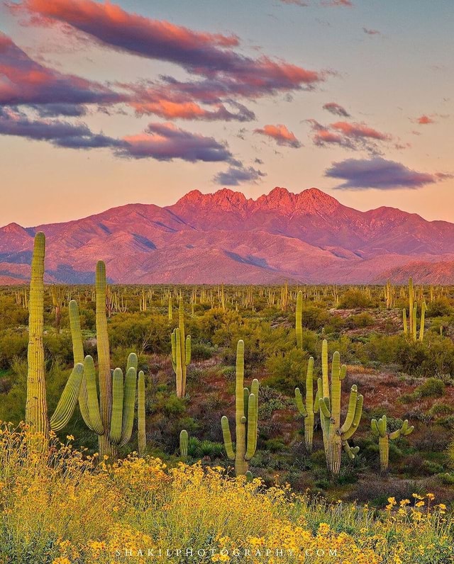 Welcome Spring in Arizona ️💐🌵 📸👉: @shakil.chowdhury_ . . . . . . . # ...