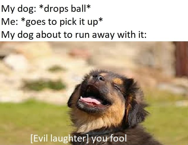 My dog: *drops baII* Me: *goes to pick it up* My dog about to run away ...